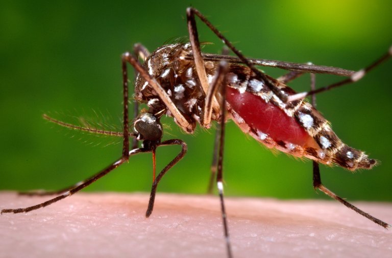 ‘Ankle Biter’ Mosquito with West Nile Found in Santa Barbara - The ...