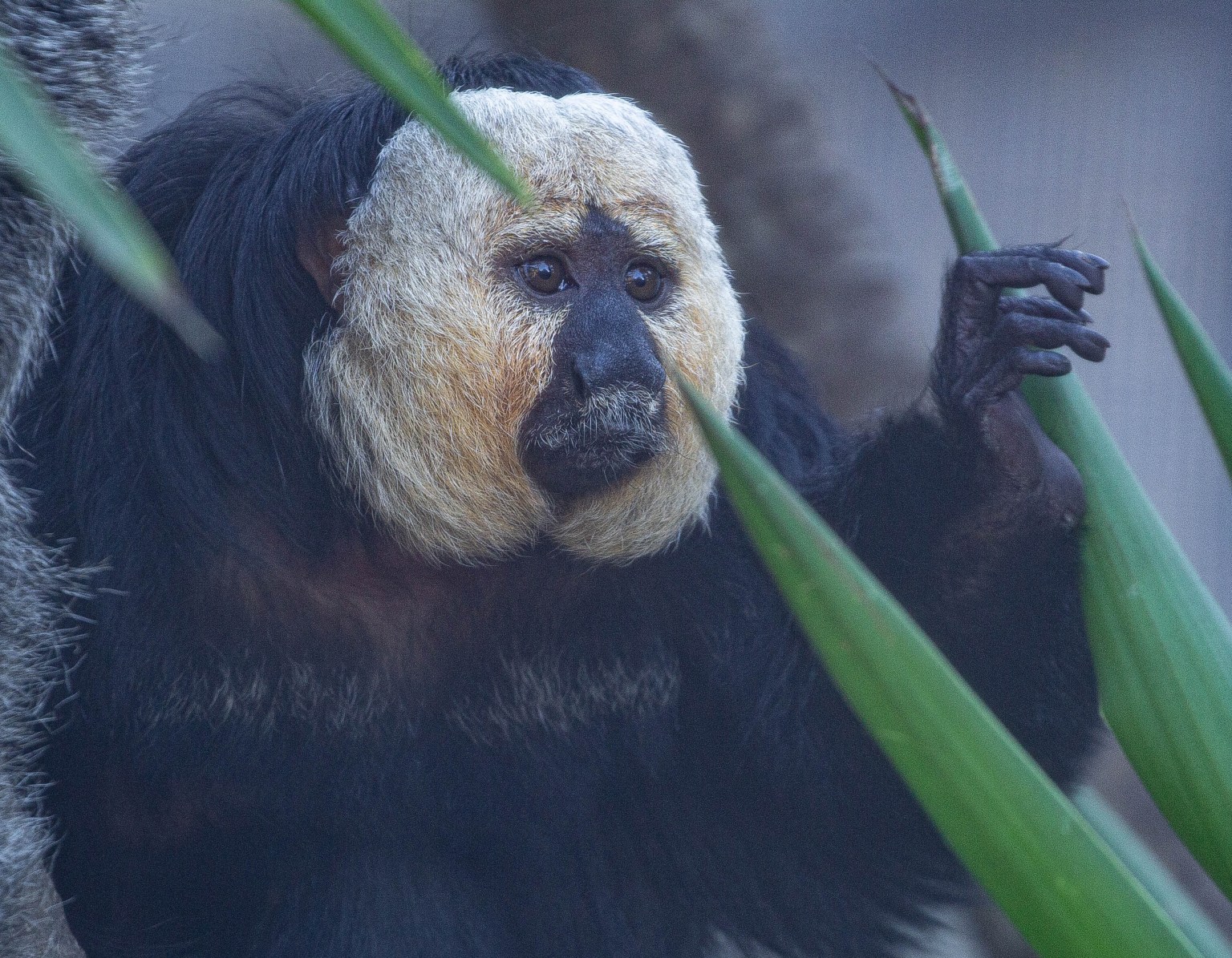 Santa Barbara Zoo Welcomes Two New Monkeys to Family - The Santa ...