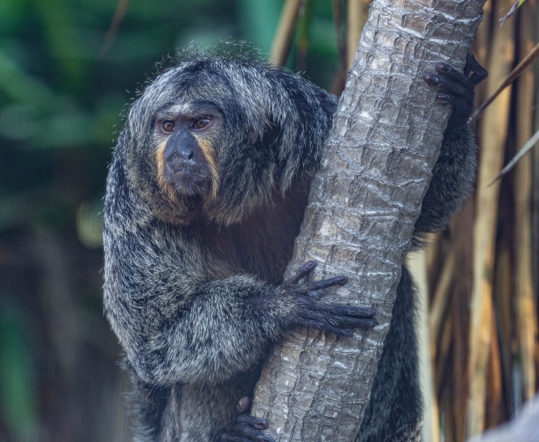 Santa Barbara Zoo Welcomes Two New Monkeys to Family - The Santa ...