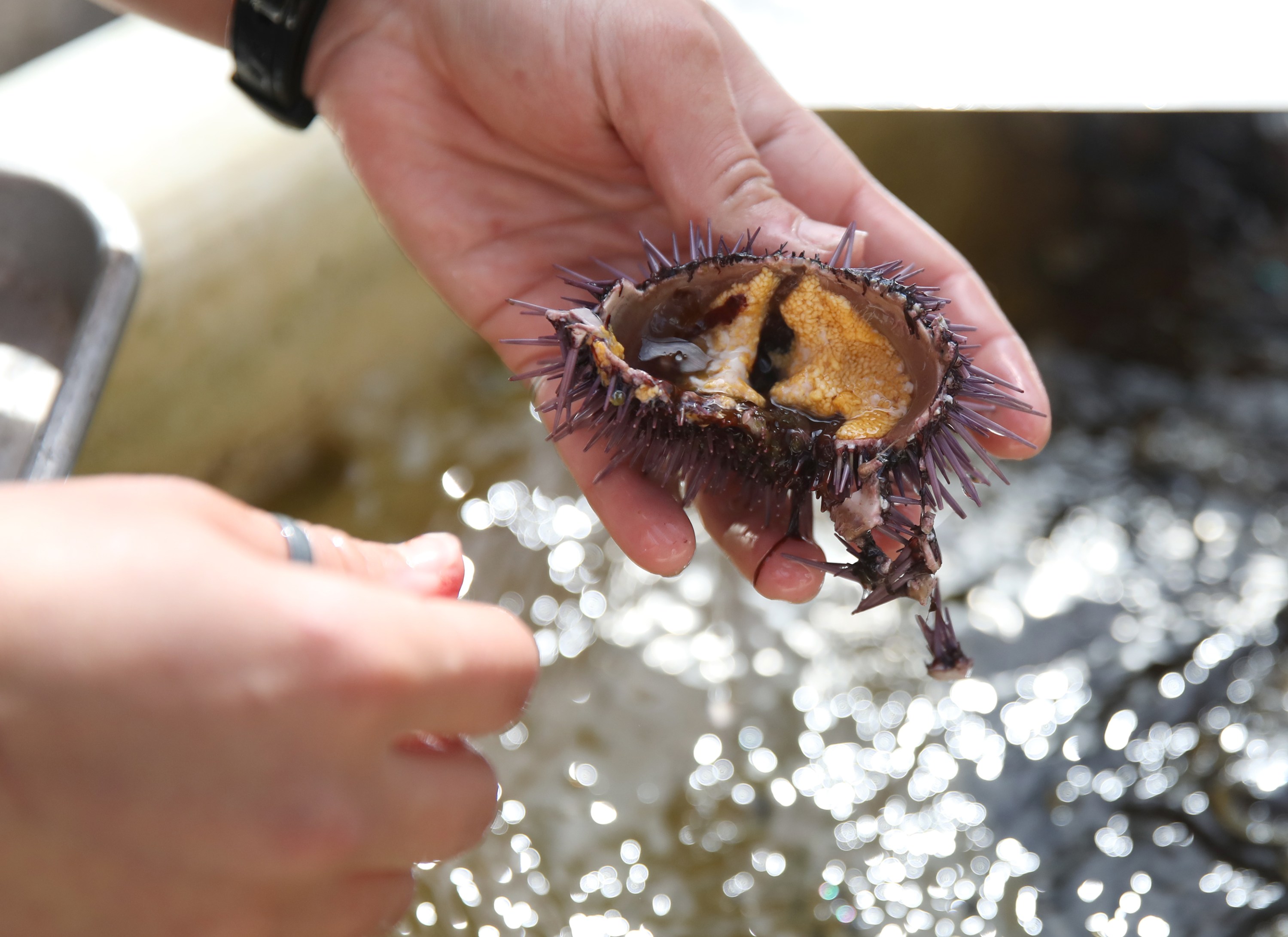 Purple Urchin Possibilities - The Santa Barbara Independent