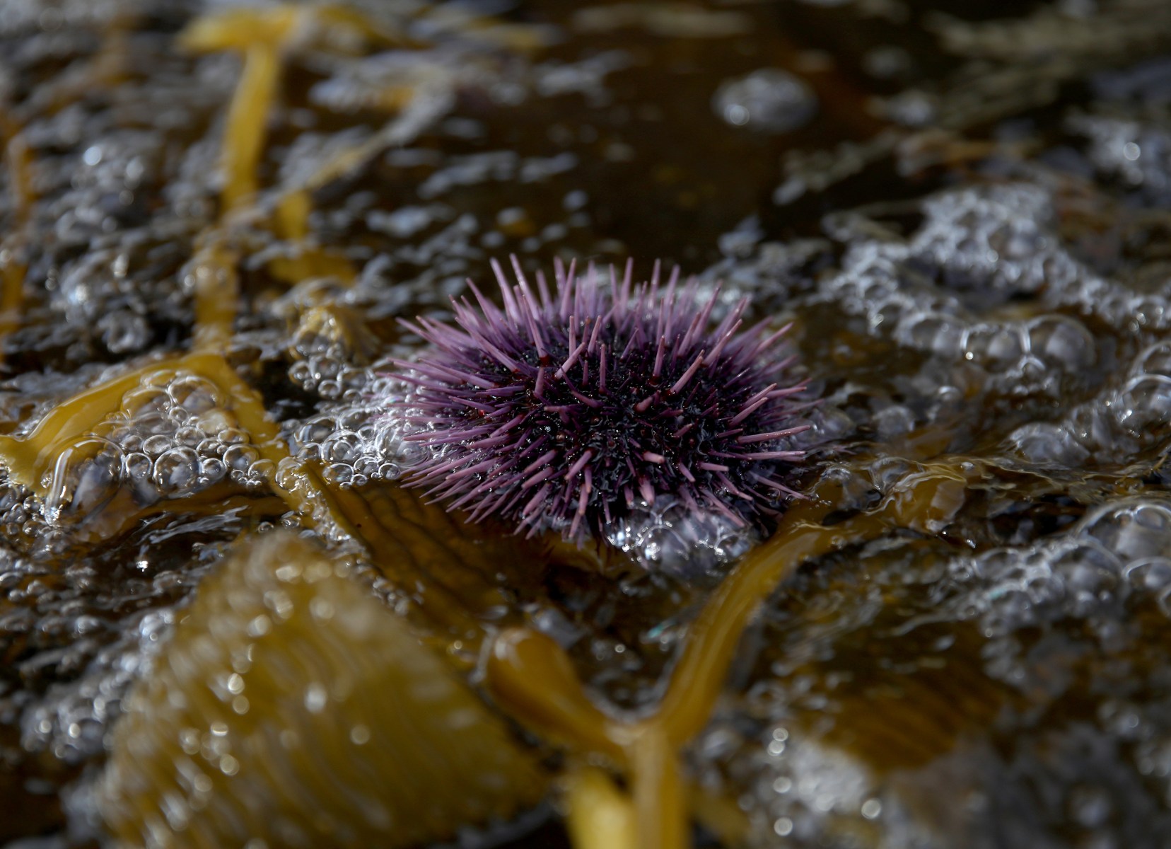 Purple Urchin Possibilities - The Santa Barbara Independent