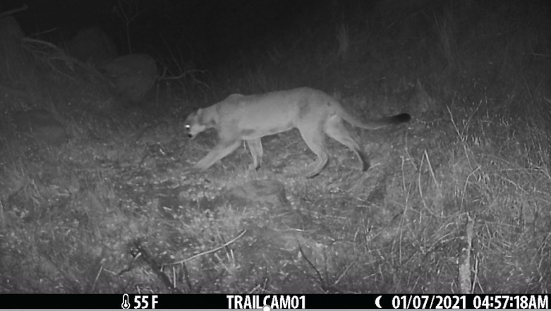 Caltrans Turns Spotlight on Roadkill Hotspot - The Santa Barbara ...