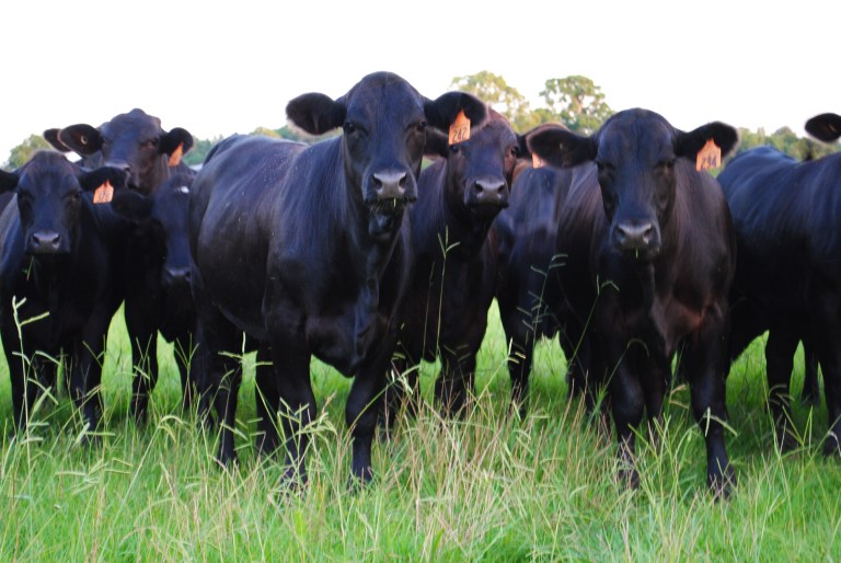 Farming for the Future at Jalama Canyon Ranch - The Santa Barbara ...