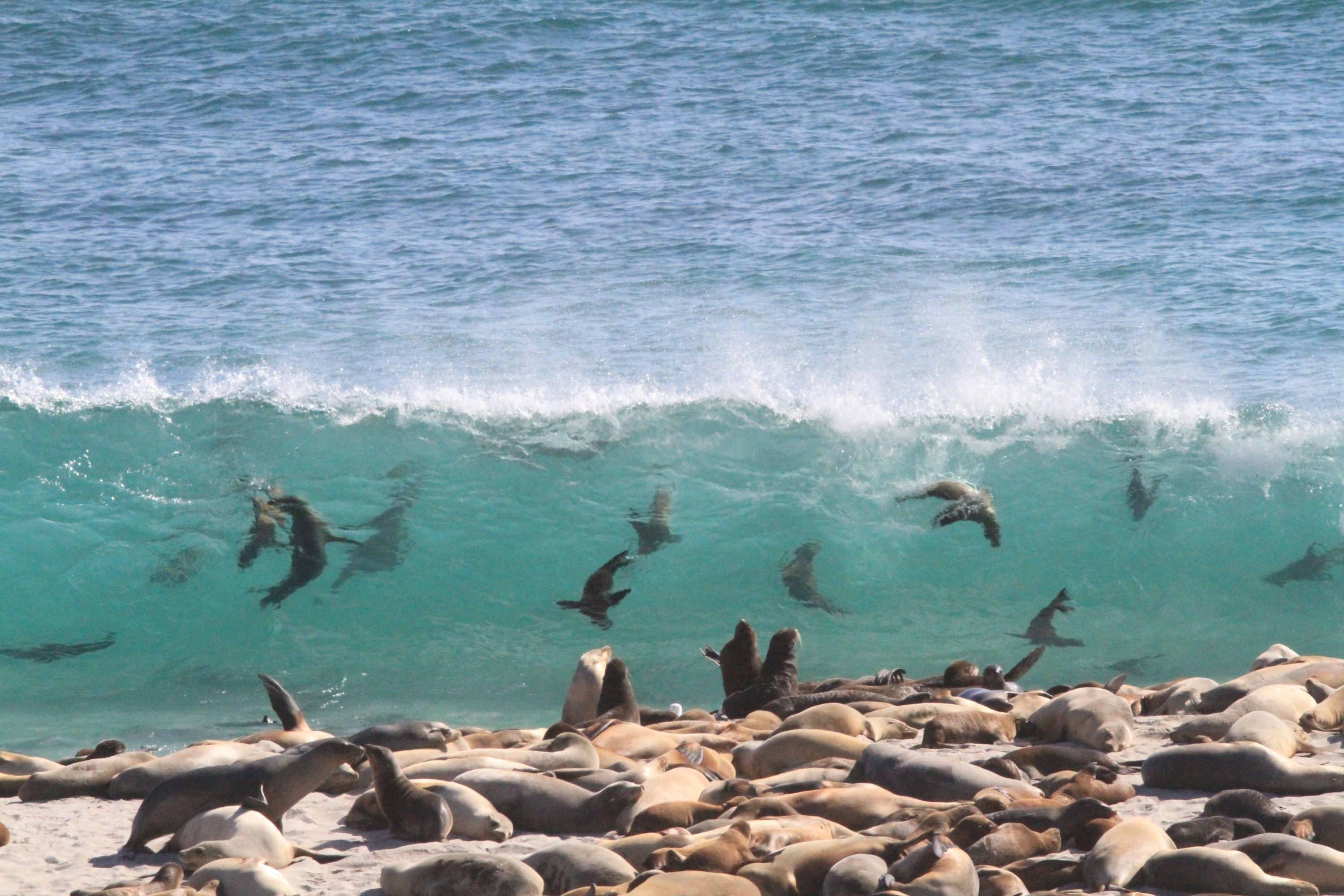 The Lure of Point Bennett - The Santa Barbara Independent