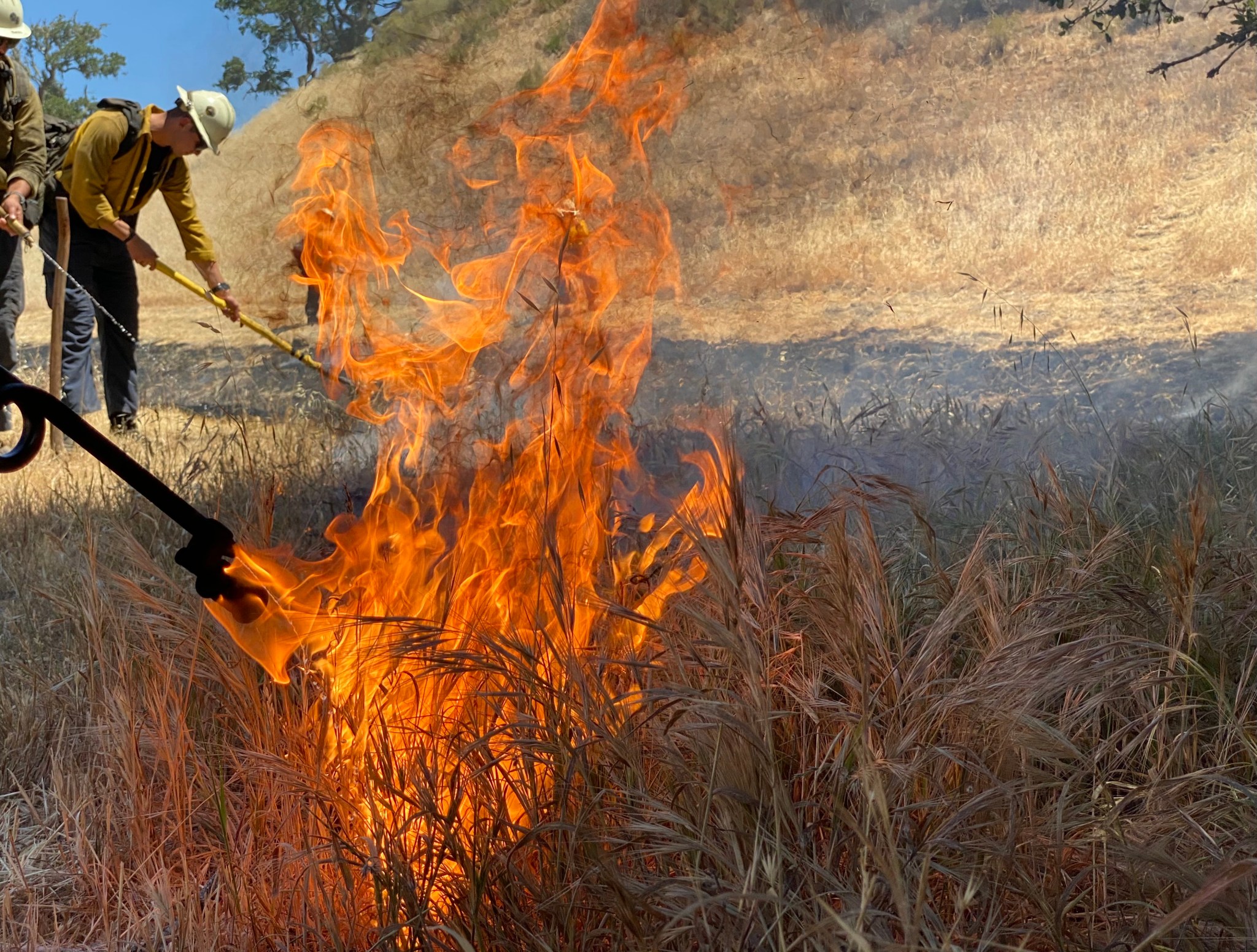 The Art and Science of a Prescribed Burn - The Santa Barbara Independent