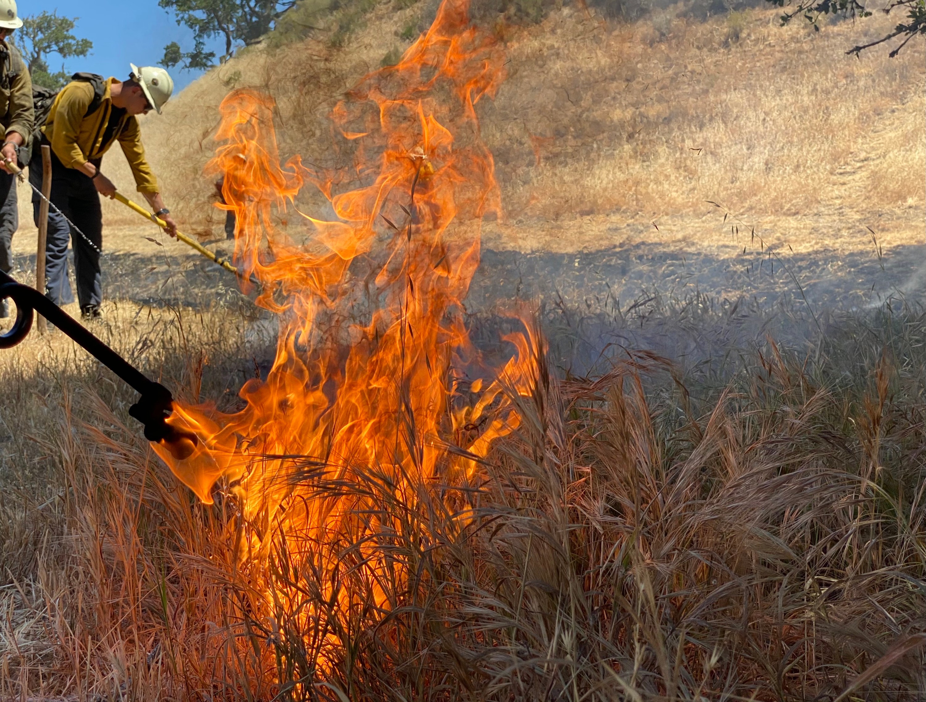 The Art and Science of a Prescribed Burn - The Santa Barbara Independent