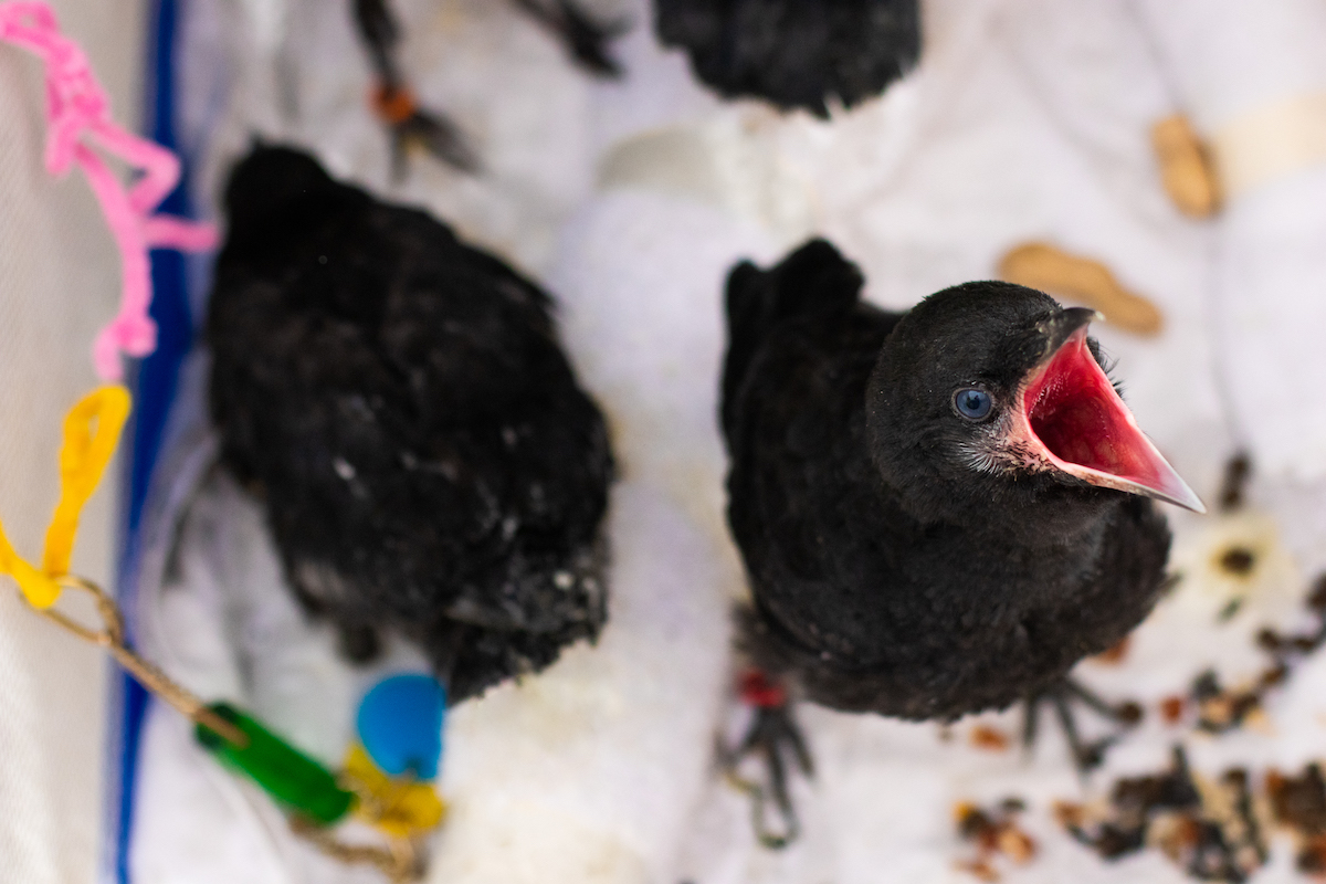 Careful: That Baby Crow Might Not Need Your Help - The Santa Barbara ...