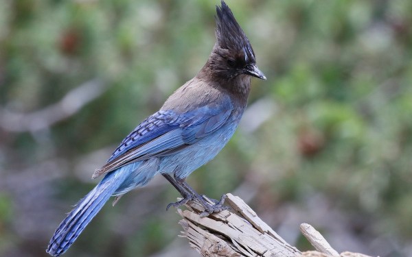 Santa Barbara Birding: Identifying Species by Sound - The Santa Barbara ...