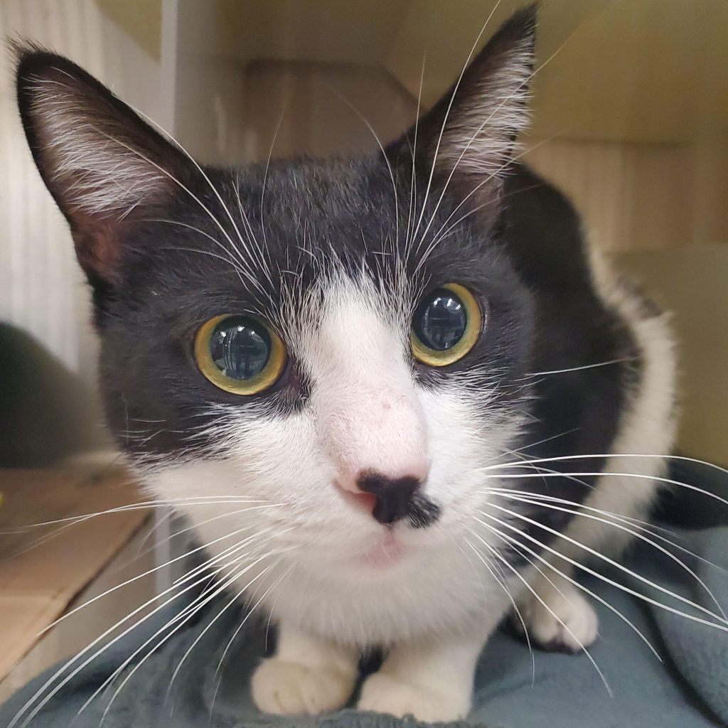 Broderick - The Santa Barbara Independent