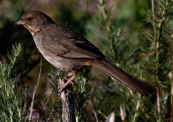 Santa Barbara Birding: To Feed or Not Feed Backyard Birds - The Santa ...