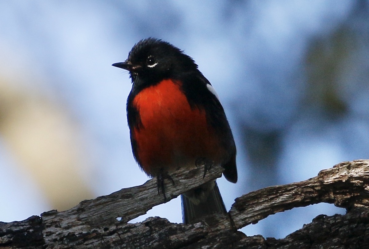 Santa Barbara Birding: Christmas Count Edition - The Santa Barbara ...