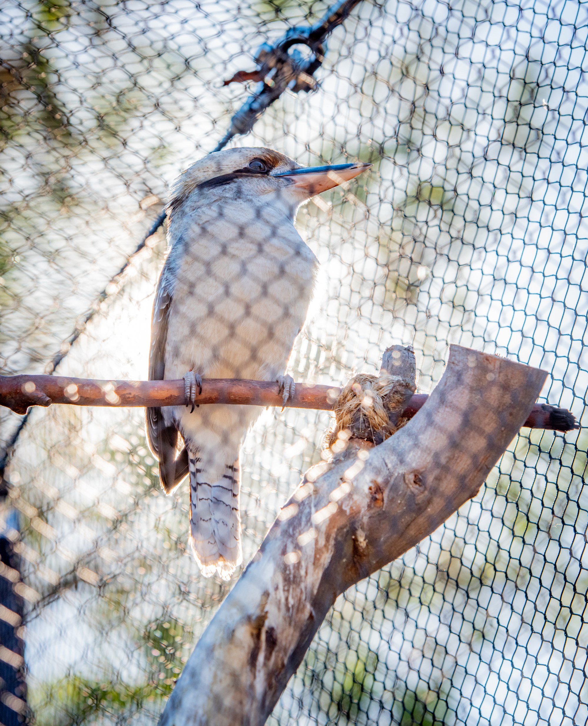 Free-Roaming Kangaroos, Wallabies, and Emus at Santa Barbara Zoo's ...