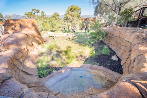 Free-Roaming Kangaroos, Wallabies, and Emus at Santa Barbara Zoo's ...