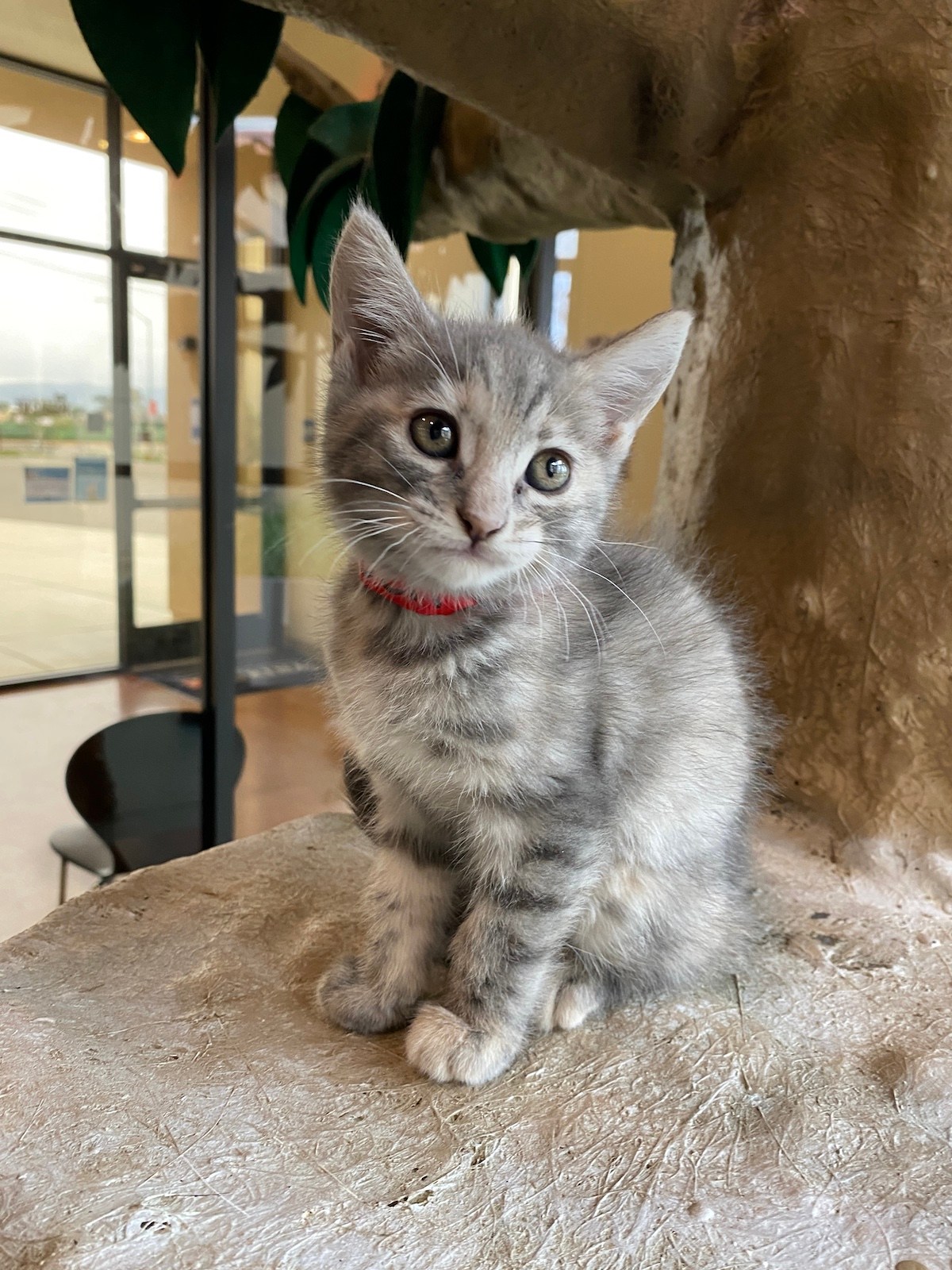 Santa Barbara Humane Society Rebuttal - The Santa Barbara Independent