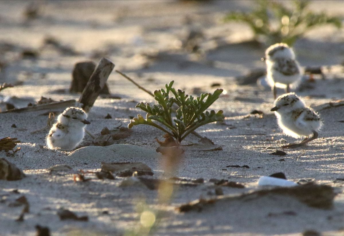 The News Letter: Breaking the Mask Habit - The Santa Barbara Independent