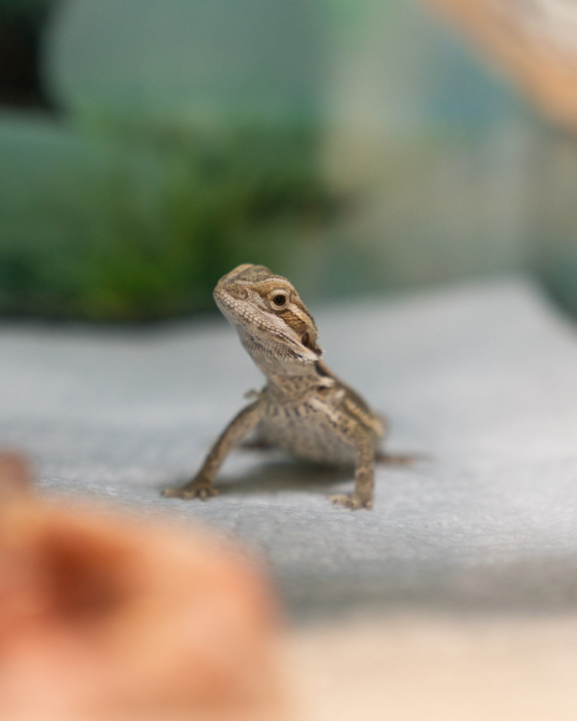 The Happy and Healthy Reptiles of Pet House - The Santa Barbara Independent