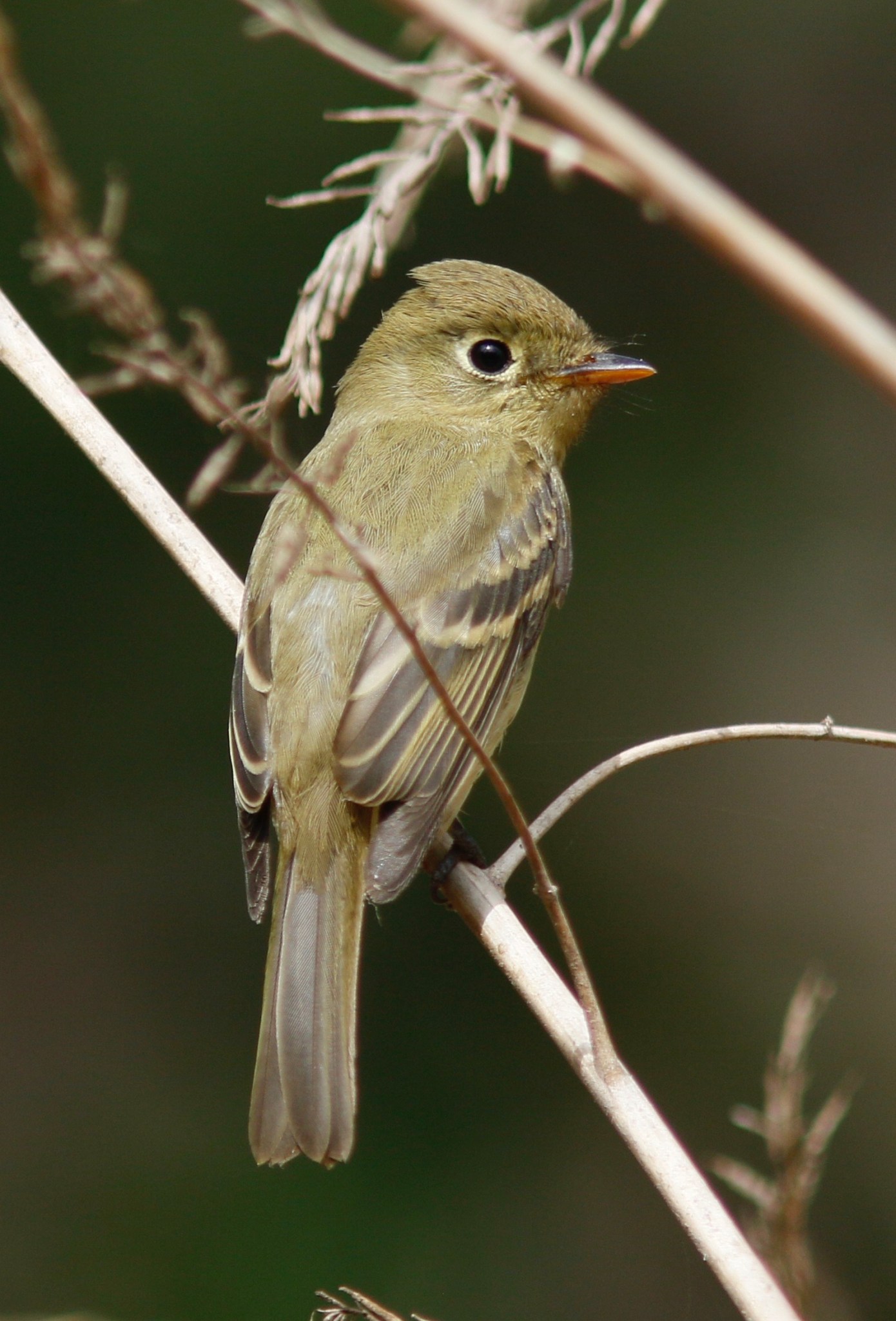 Santa Barbara Birding: The Miracle of Migration - The Santa Barbara ...