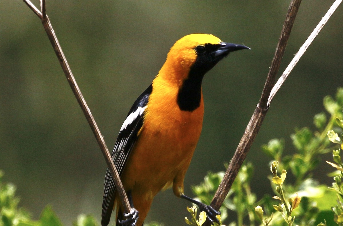 Santa Barbara Birding: The Miracle of Migration - The Santa Barbara ...