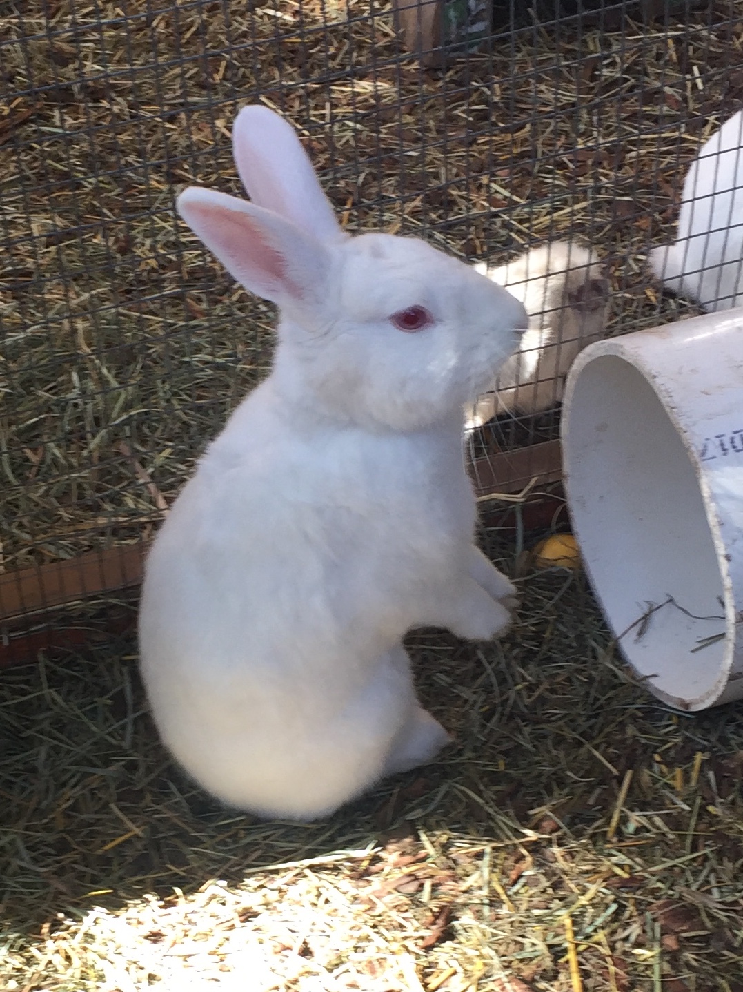 Russet, Prince Phillip, and Mr. Snuffles - The Santa Barbara Independent