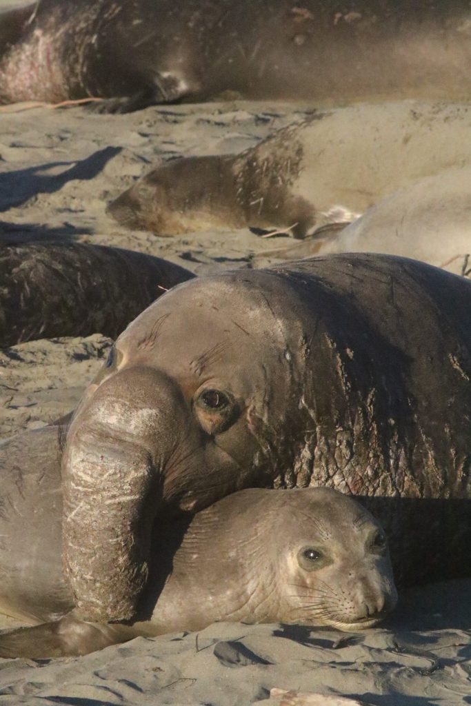 San Simeon’s Rookery on the Rise - The Santa Barbara Independent