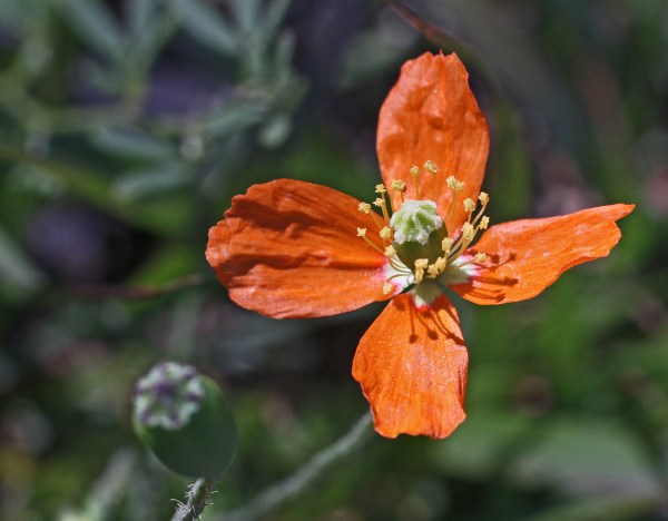 After Alisal Fire, Life Returns to Arroyo Hondo Preserve - The Santa ...