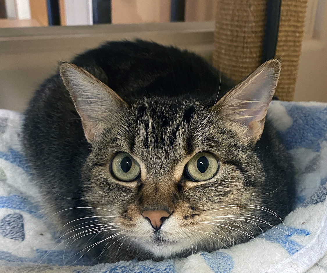 Daisy, Doris, Chip and Milhouse - The Santa Barbara Independent