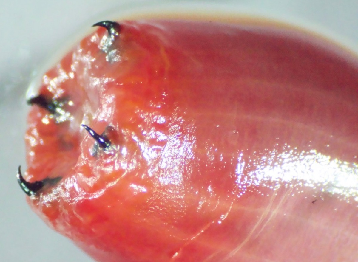 UC Santa Barbara Researchers See Potential at End of Bloodworm's Fangs ...