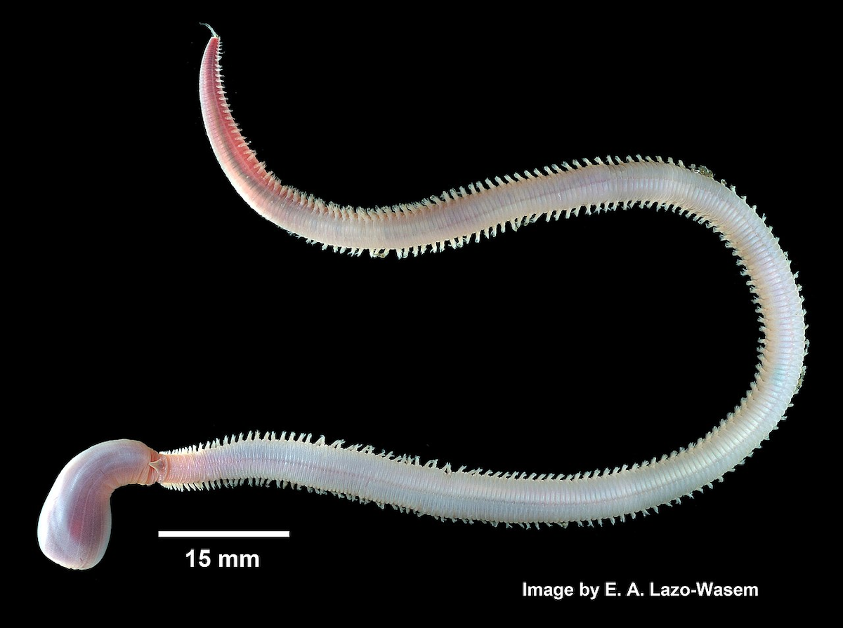 UC Santa Barbara Researchers See Potential at End of Bloodworm's Fangs ...