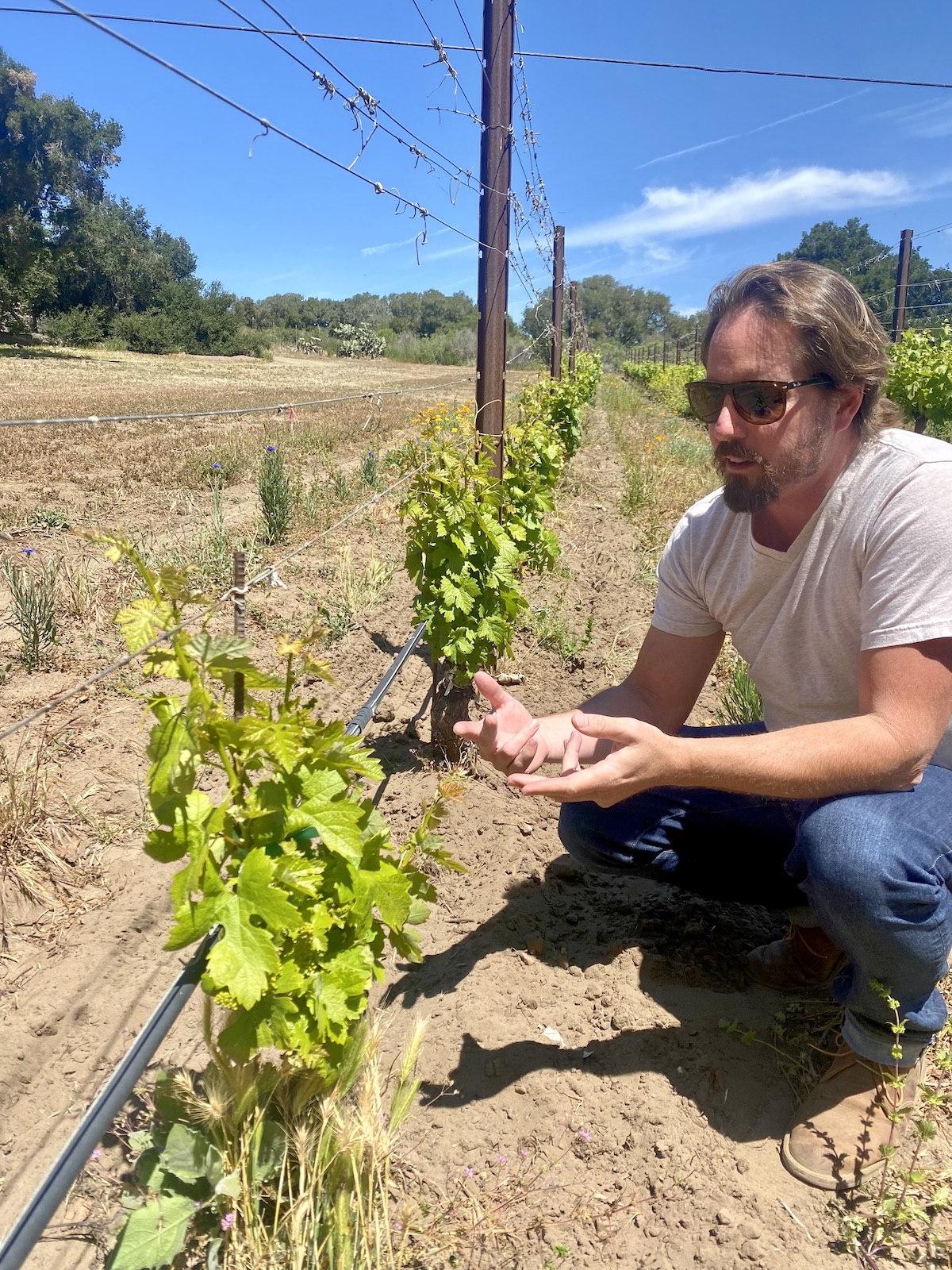Improvements and Inventions at Rusack Winery - The Santa Barbara ...