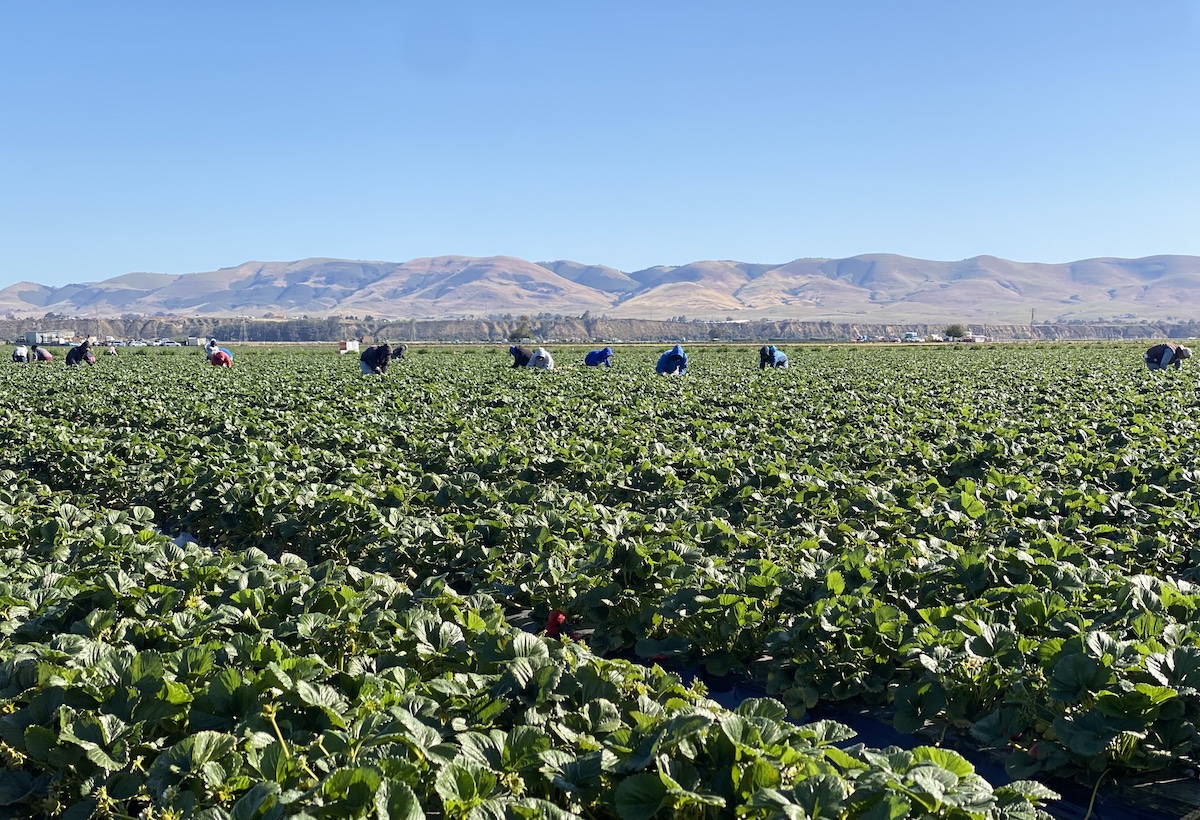 Santa Barbara County Ag Revenues Almost Hit $2 Billion Ceiling - The ...