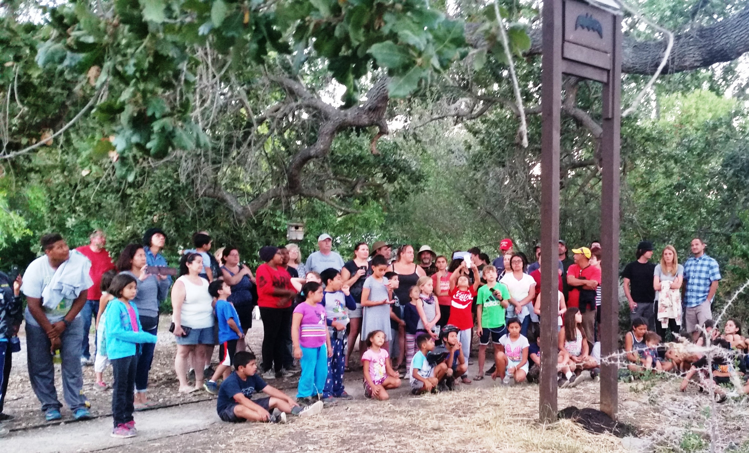 Going Batty at the Nature Center! - The Santa Barbara Independent
