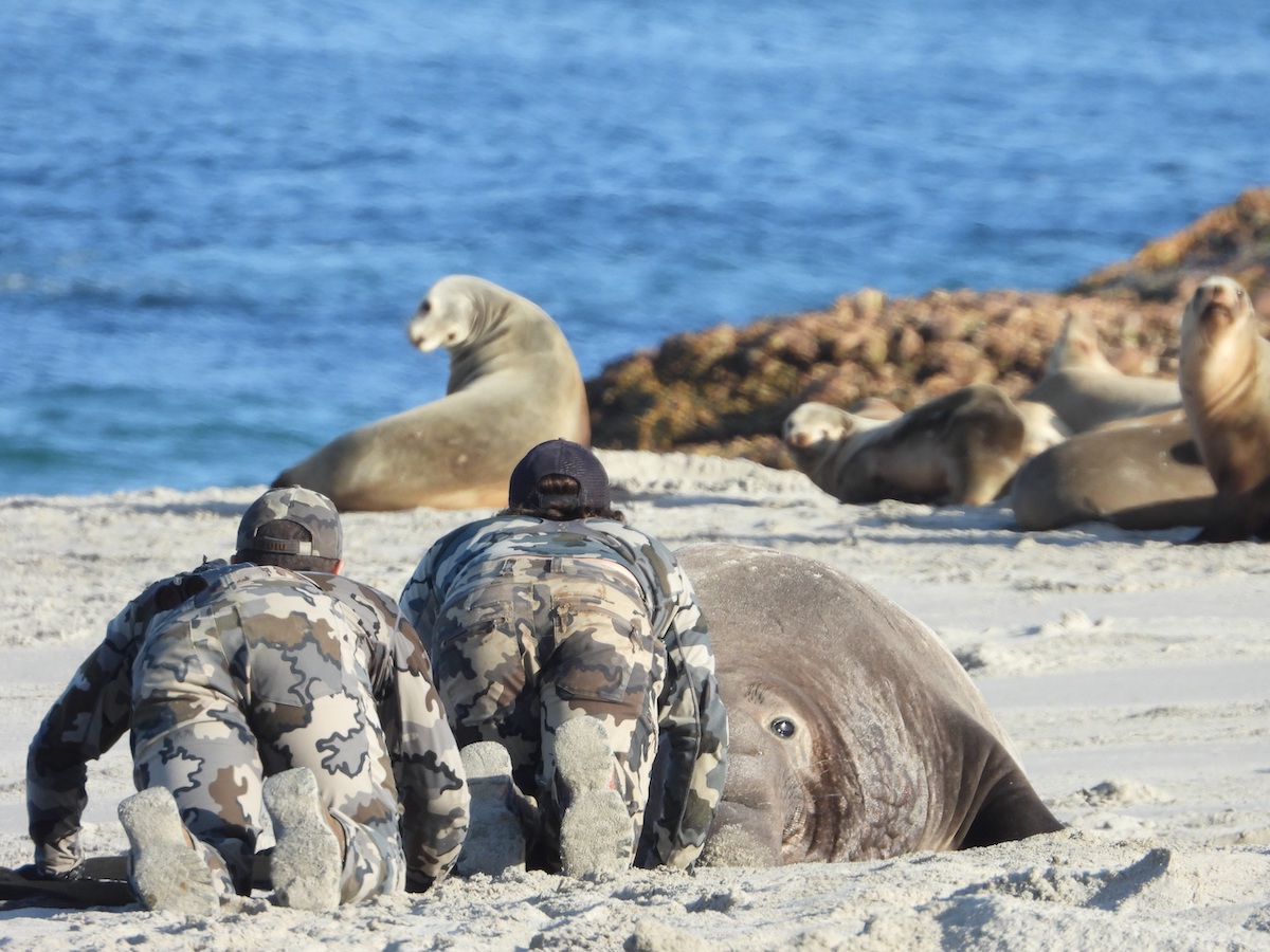 Channel Island Sea Lions Featured on New Stamp Series - The Santa ...