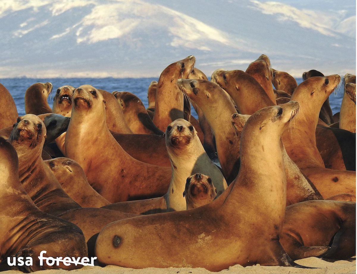 Channel Island Sea Lions Featured on New Stamp Series - The Santa ...