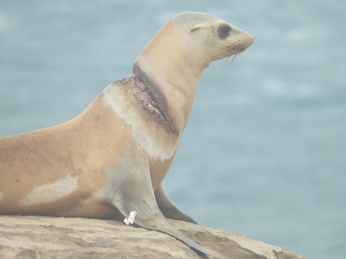 Channel Island Sea Lions Featured on New Stamp Series - The Santa ...
