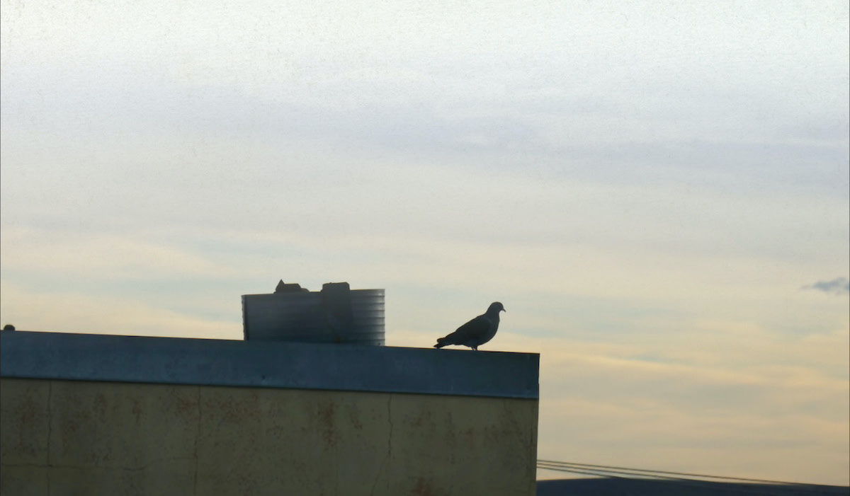 Poet to Poet: Dan Gerber Reflects on Nature, Aging, and ‘The End of ...