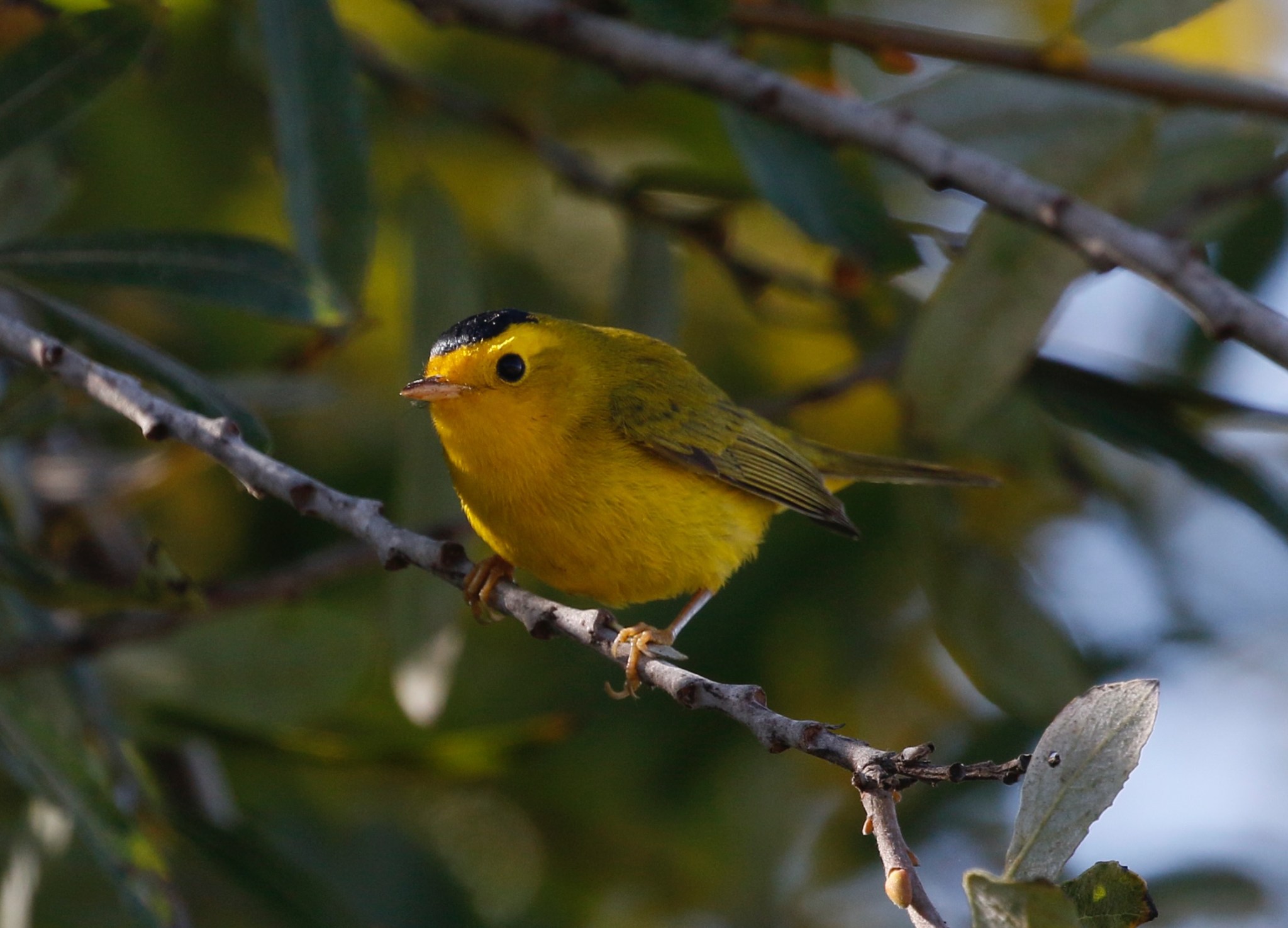 Santa Barbara Birding | Pishing for Fall Warblers - The Santa Barbara ...