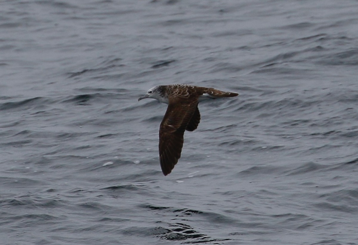 Santa Barbara Birding: The Lure of the Islands - The Santa Barbara ...