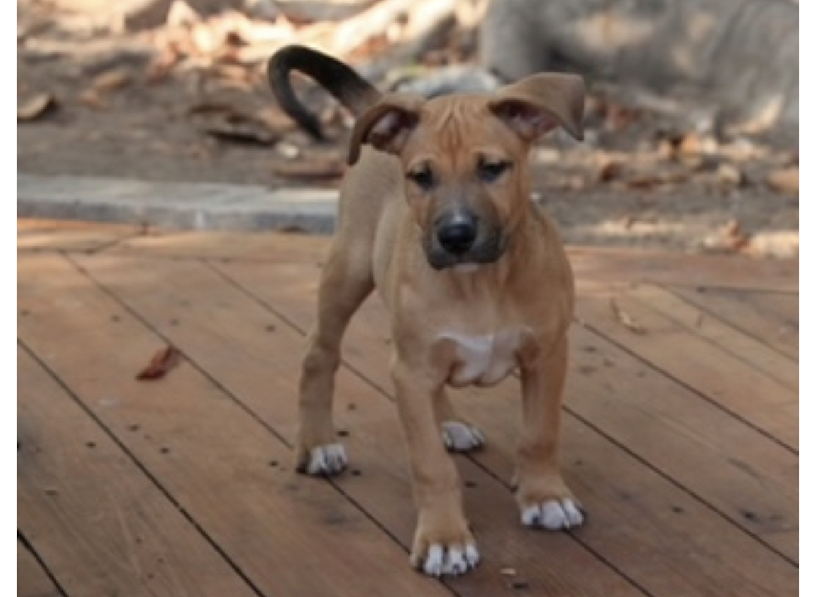 Minky, Luke, and Tarzan - The Santa Barbara Independent