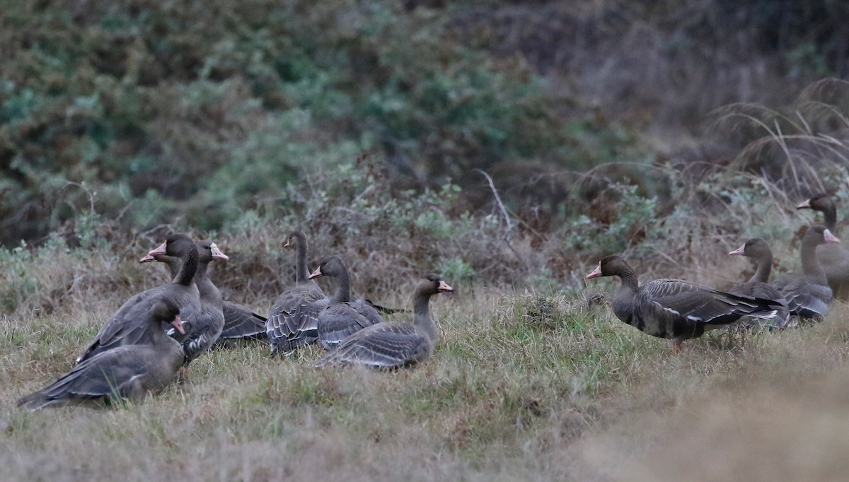 Santa Barbara Birding | Gaggles of Geese - The Santa Barbara Independent
