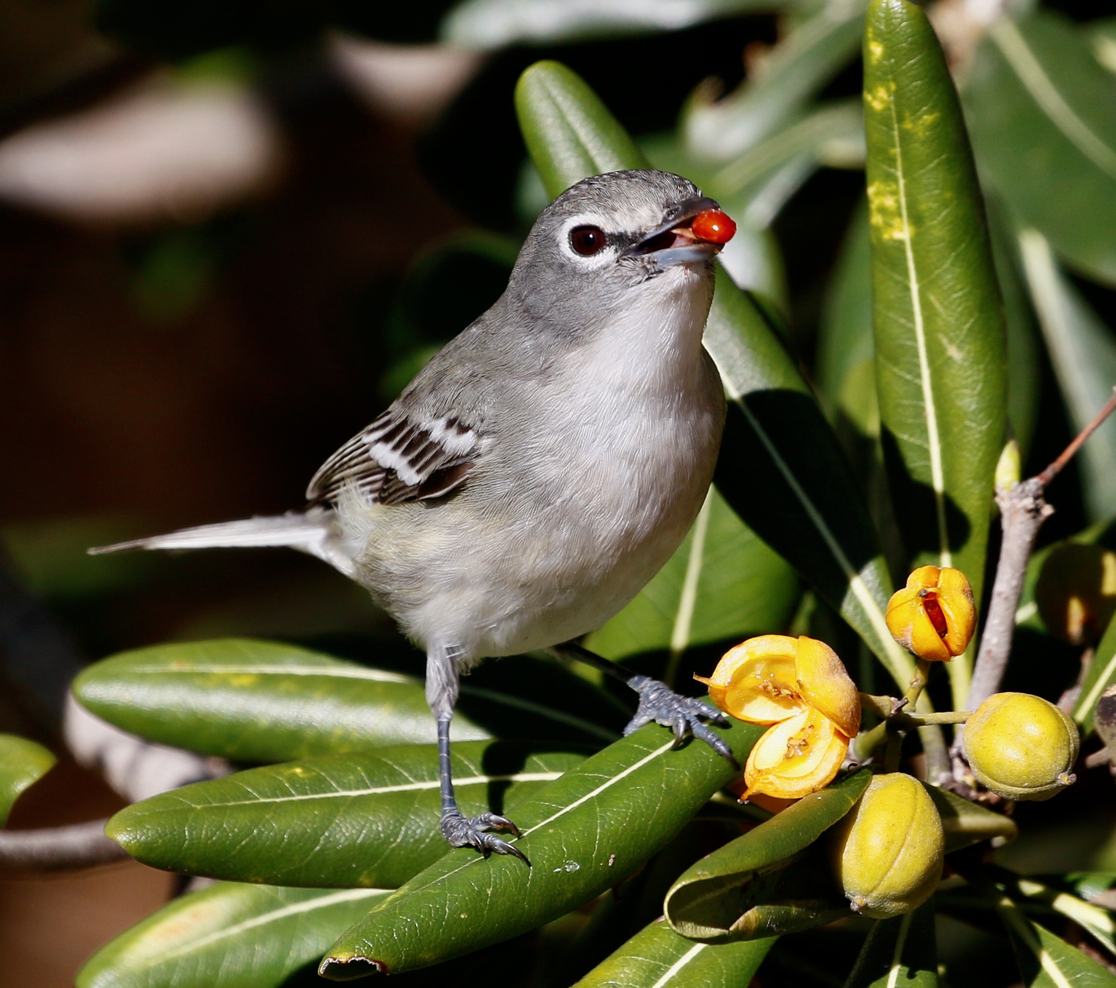 Santa Barbara Birding: Christmas Count Coming Soon - The Santa Barbara ...