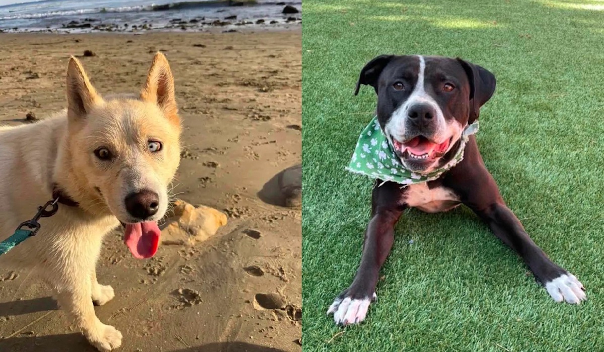 Teo and Toby - The Santa Barbara Independent