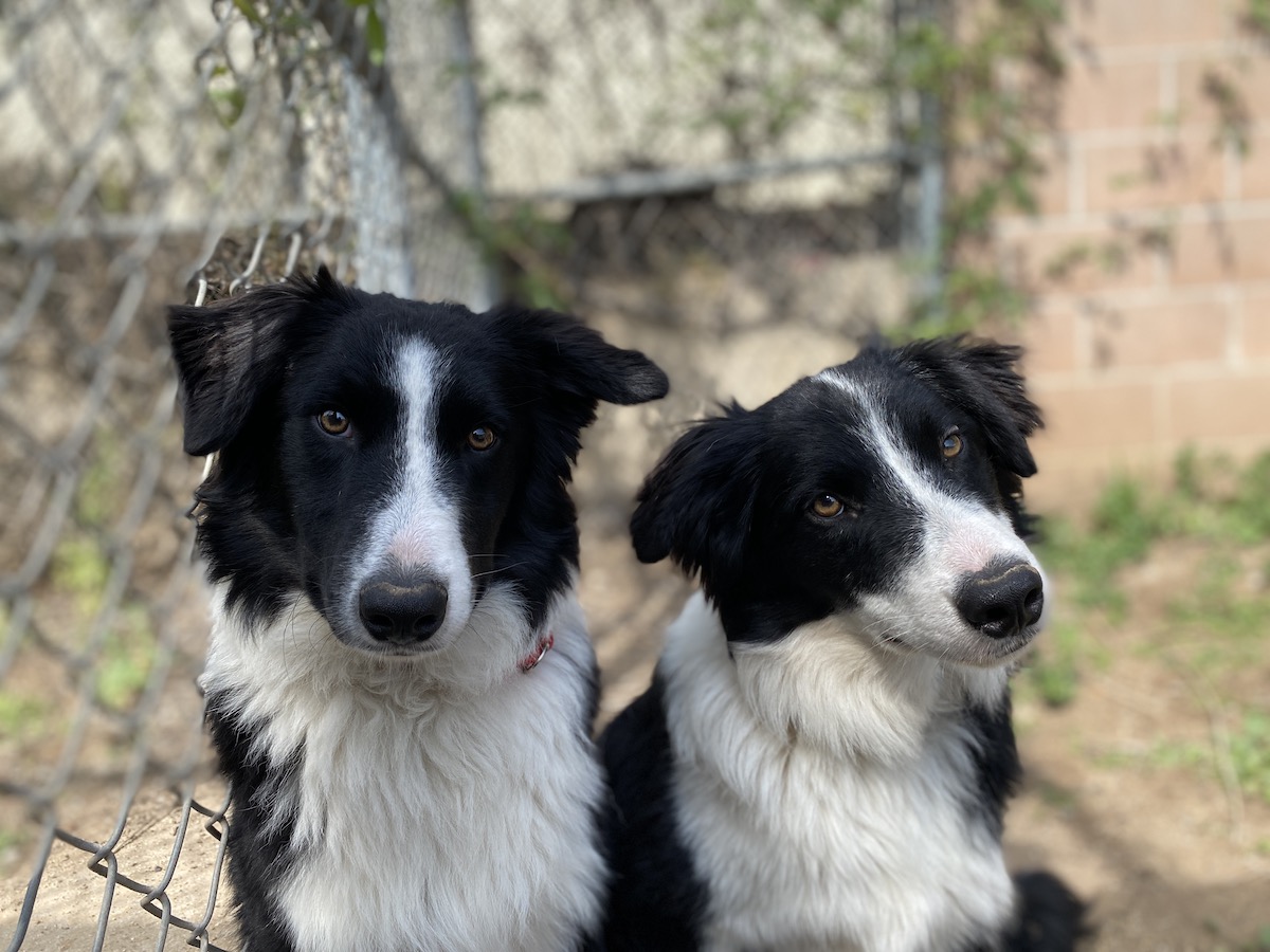 Santa Barbara Humane Spotlights 2022 as Banner Year for Services and ...