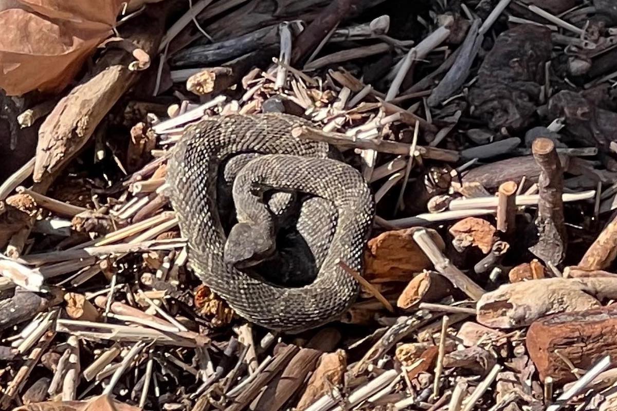 Carpinteria Warns Beachgoers to Beware of Rattlesnakes Among Storm ...