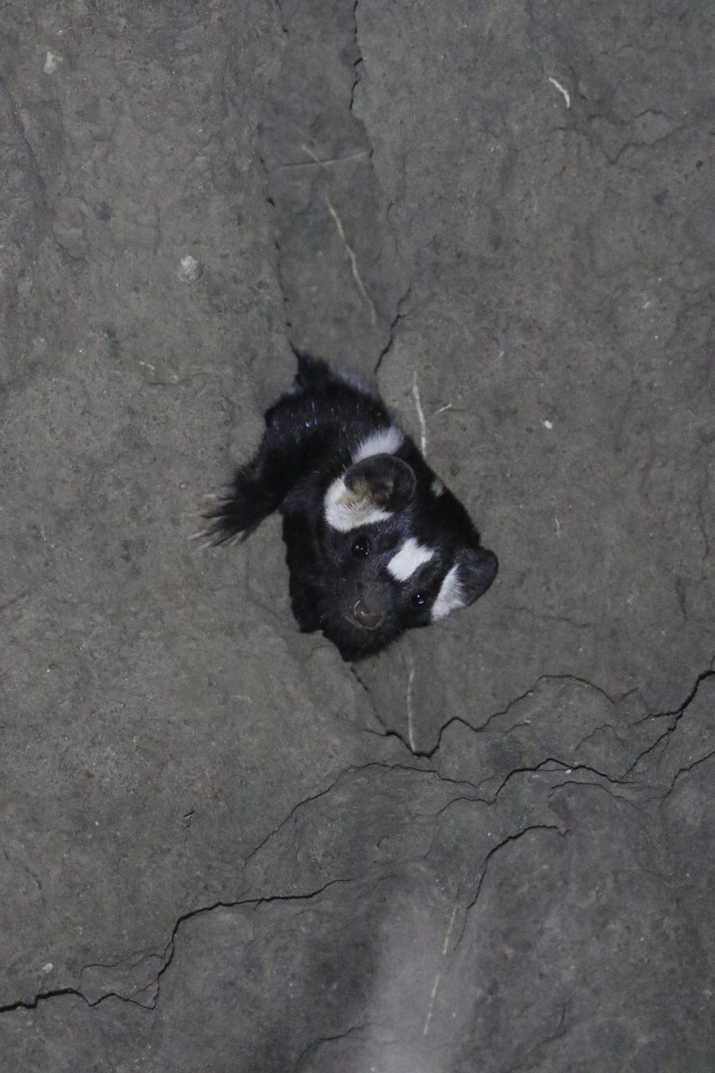 The Secretive Island Skunks of Santa Cruz and Santa Rosa Islands - The ...