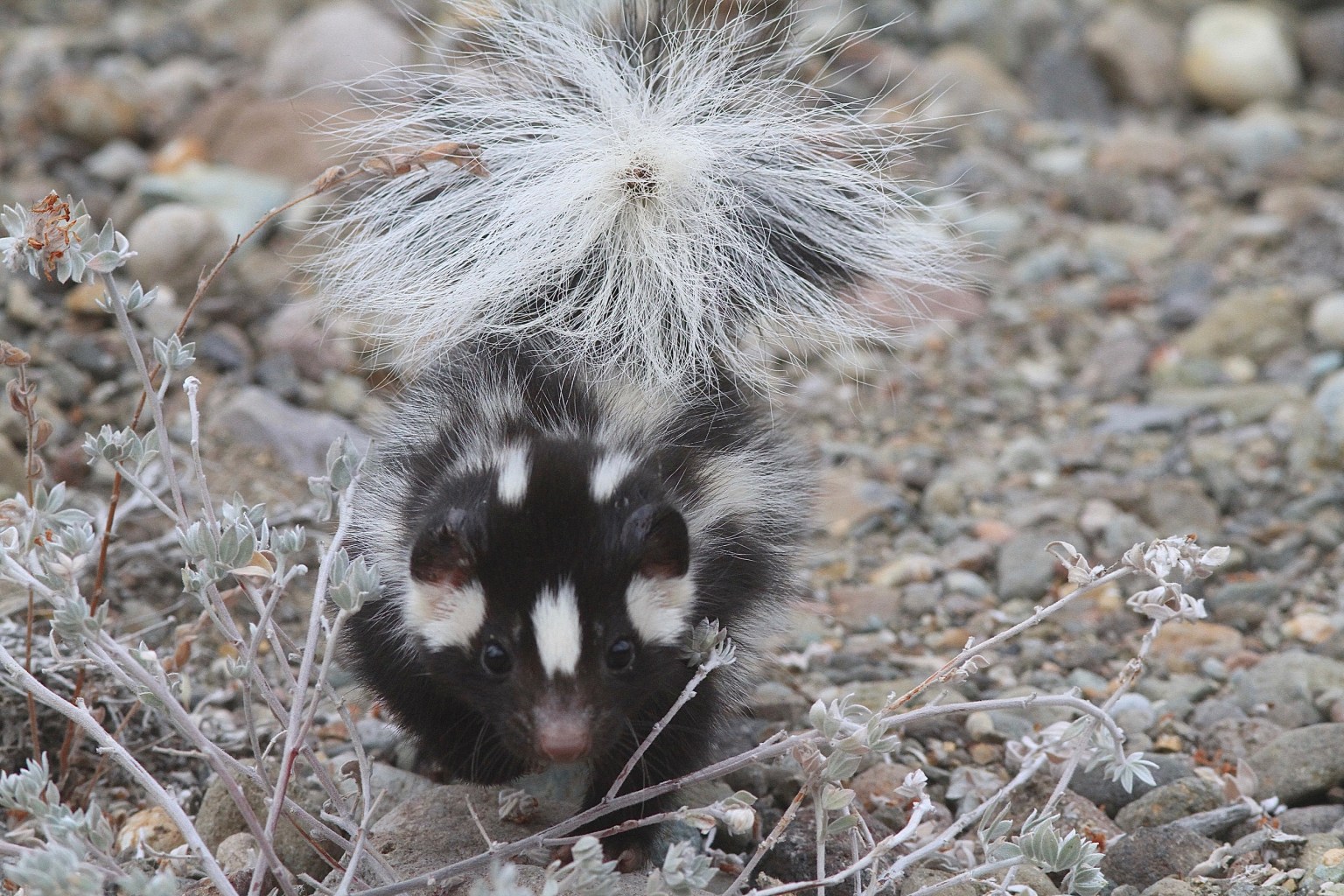 The Secretive Island Skunks of Santa Cruz and Santa Rosa Islands - The ...