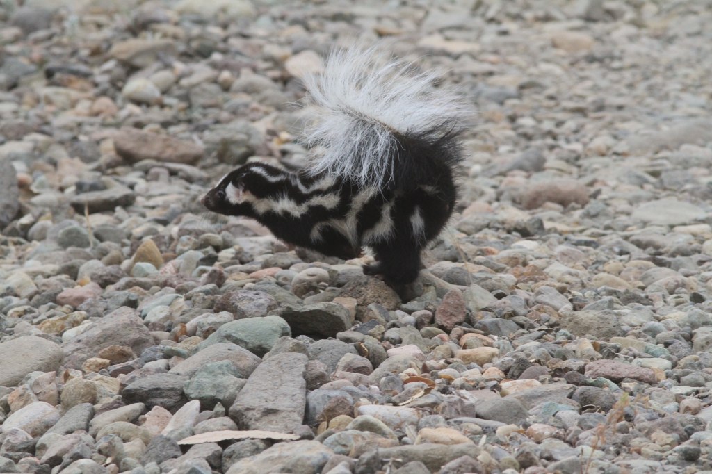 The Secretive Island Skunks of Santa Cruz and Santa Rosa Islands - The ...