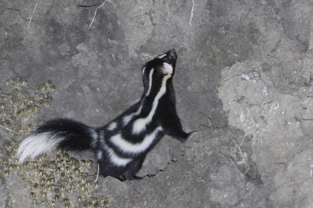 The Secretive Island Skunks of Santa Cruz and Santa Rosa Islands - The ...