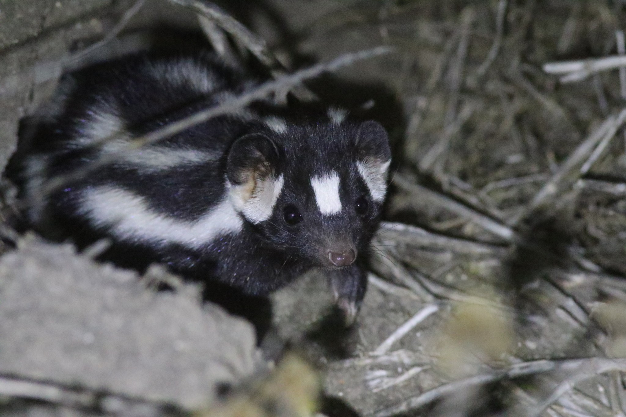 The Secretive Island Skunks of Santa Cruz and Santa Rosa Islands - The ...
