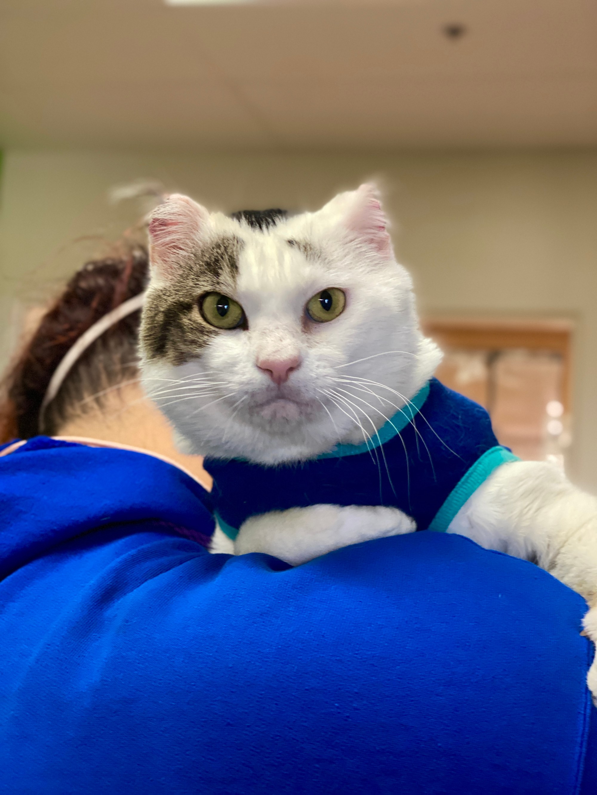 Santa Barbara Humane Spotlights 2022 as Banner Year for Services and ...