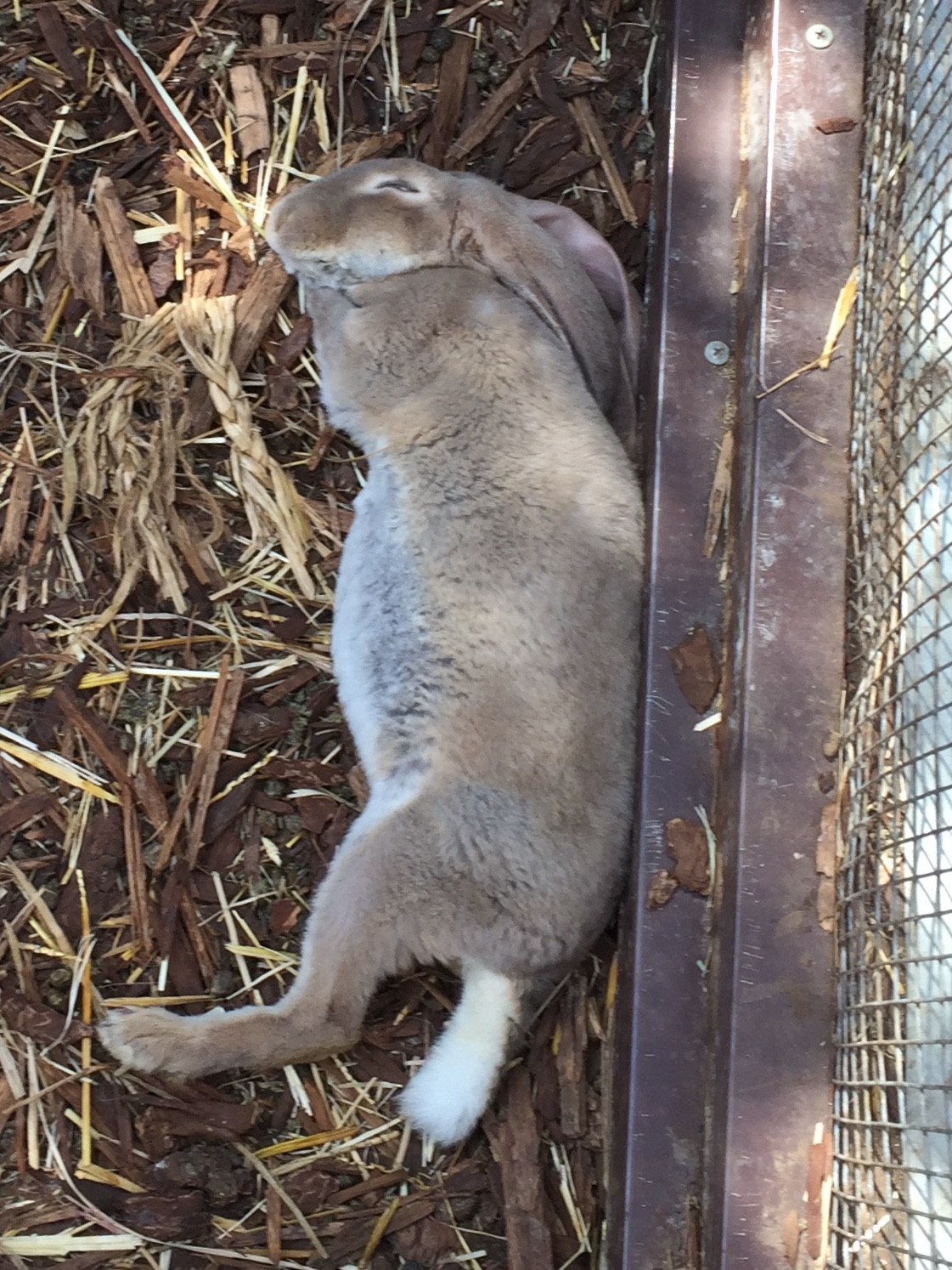 Sunny, Ace, and Latte - The Santa Barbara Independent